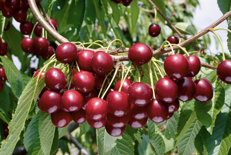 Baumart ‚Prunus avium ‚Karina’‘ – Mein Baum – Mein Allershausen